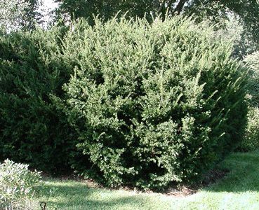 Oburrdale Inc. - 630-986-1919